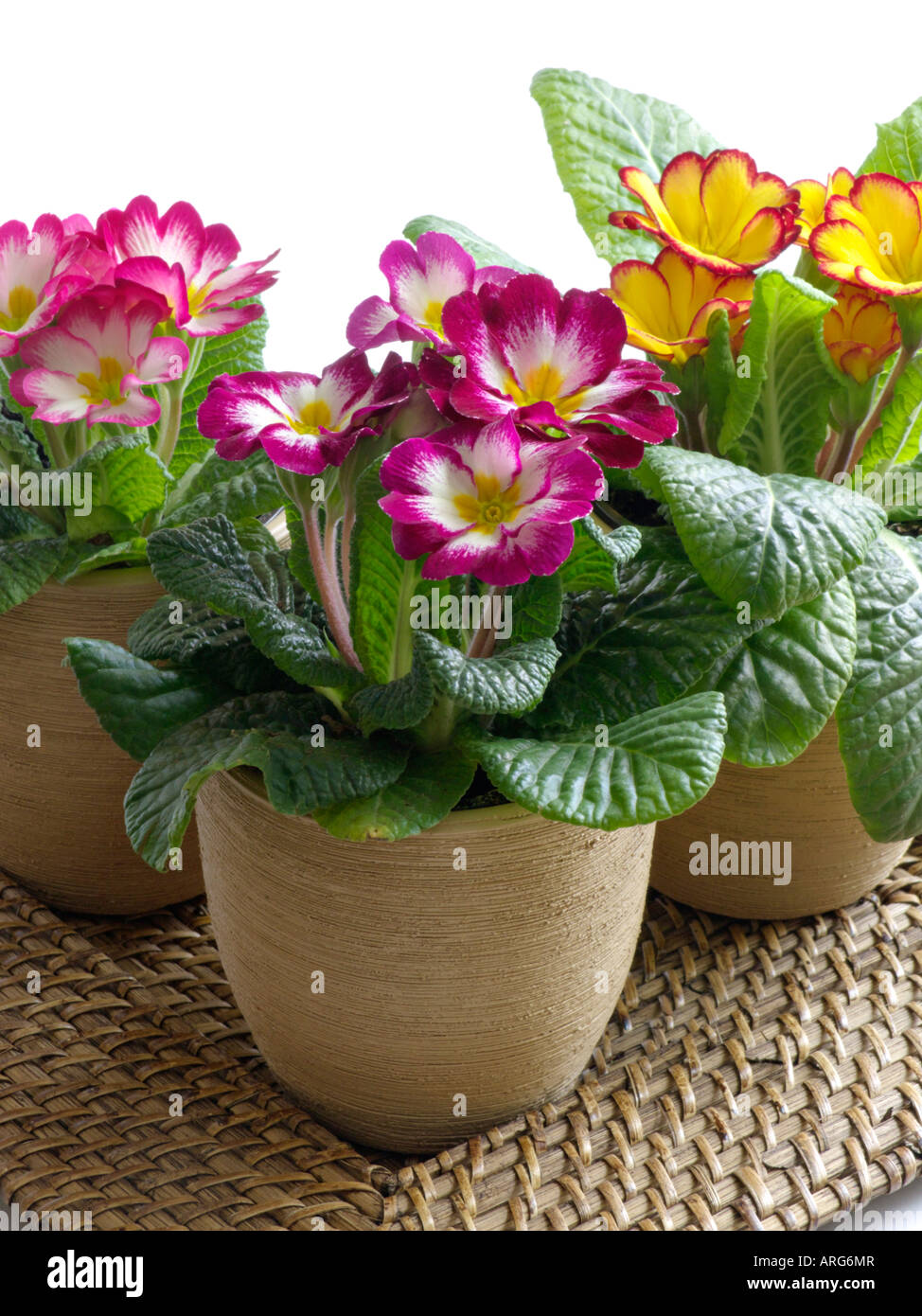 Primroses flowering hi-res stock photography and images - Alamy