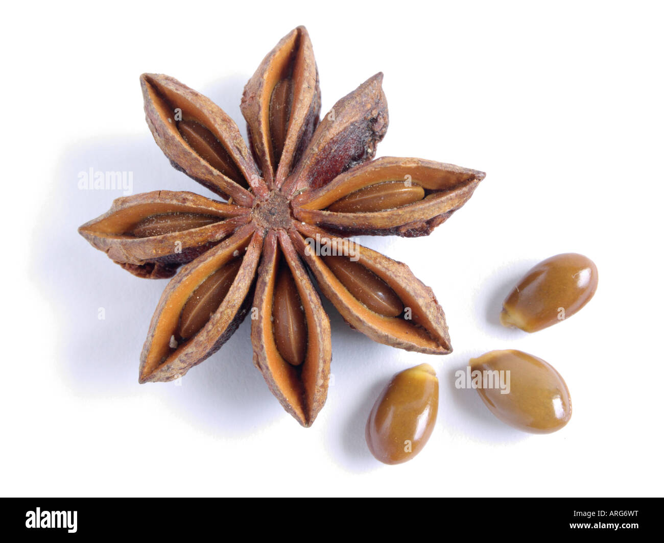 Illiciaceae hi-res stock photography and images - Alamy