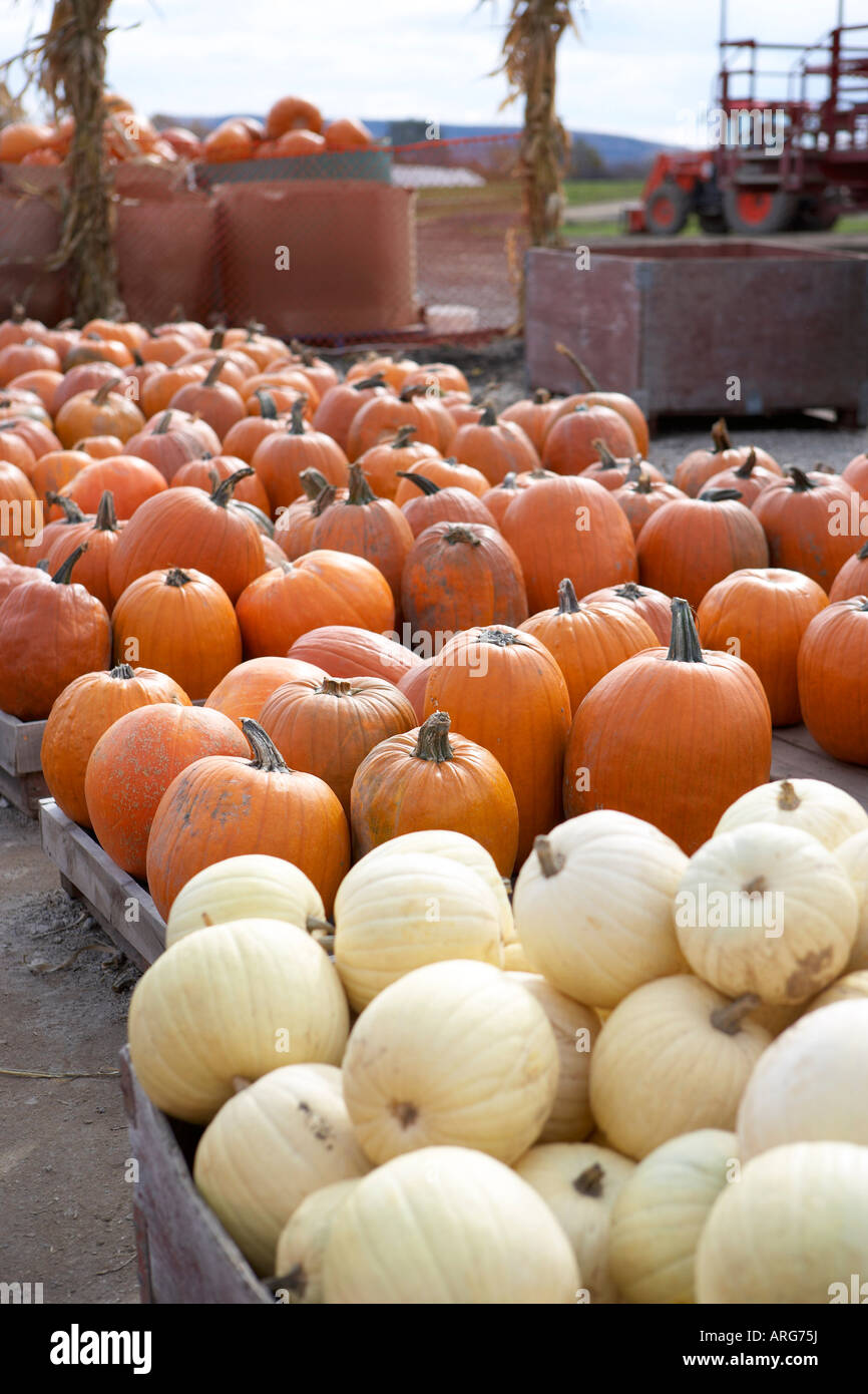 Pumpkins at Springside Farms Burlington, Ontario, Canada Stock Photo ...