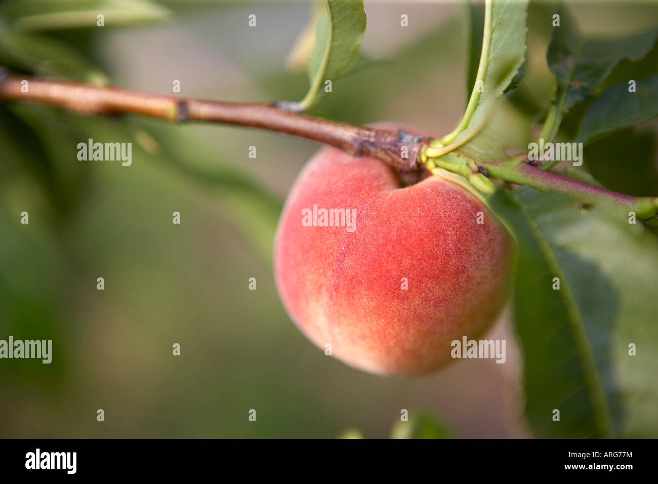 Peach without leaves hi-res stock photography and images - Alamy