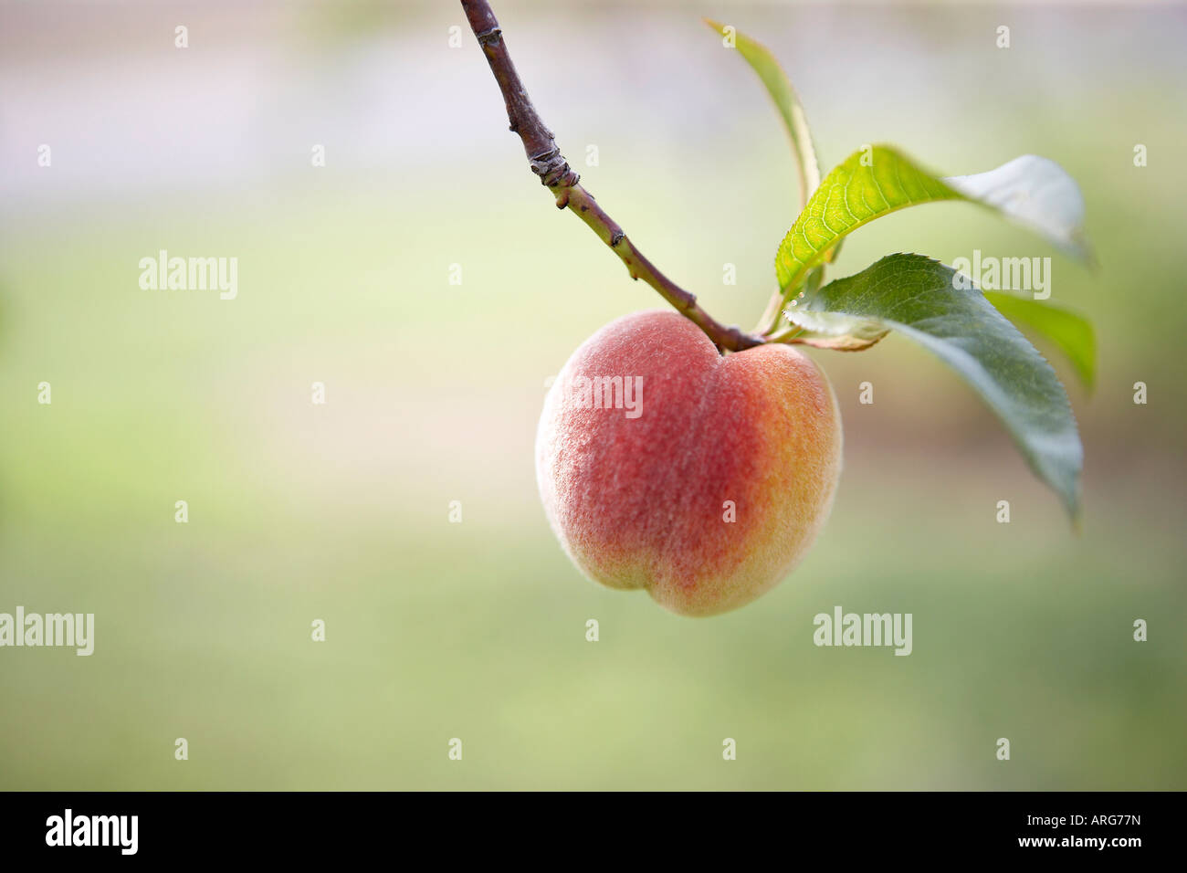 Peach without leaves hi-res stock photography and images - Alamy