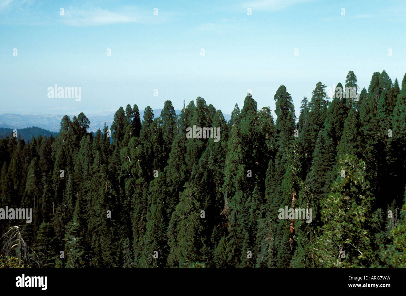CA California Sequoia Kings Canyon National Park Western United States ...