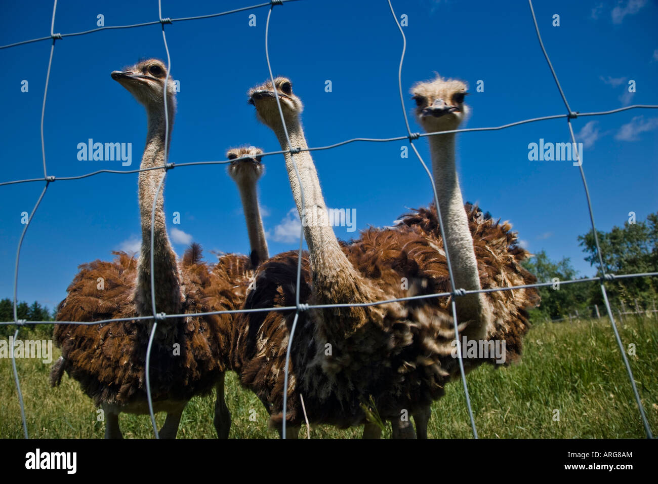 Four Ostrich at Ostrich Farm Ontario, Canada Stock Photo - Alamy