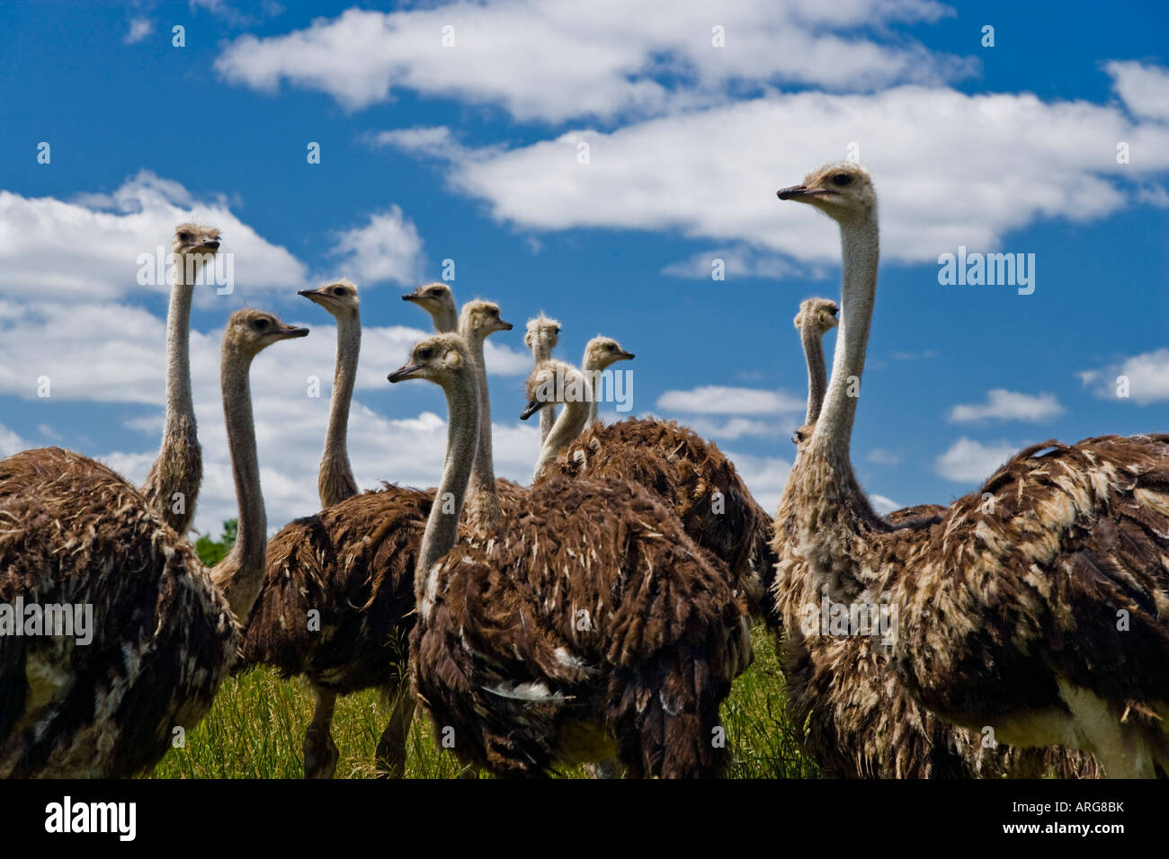 Flock of Ostrich on Ostrich Farm Ontario, Canada Stock Photo - Alamy