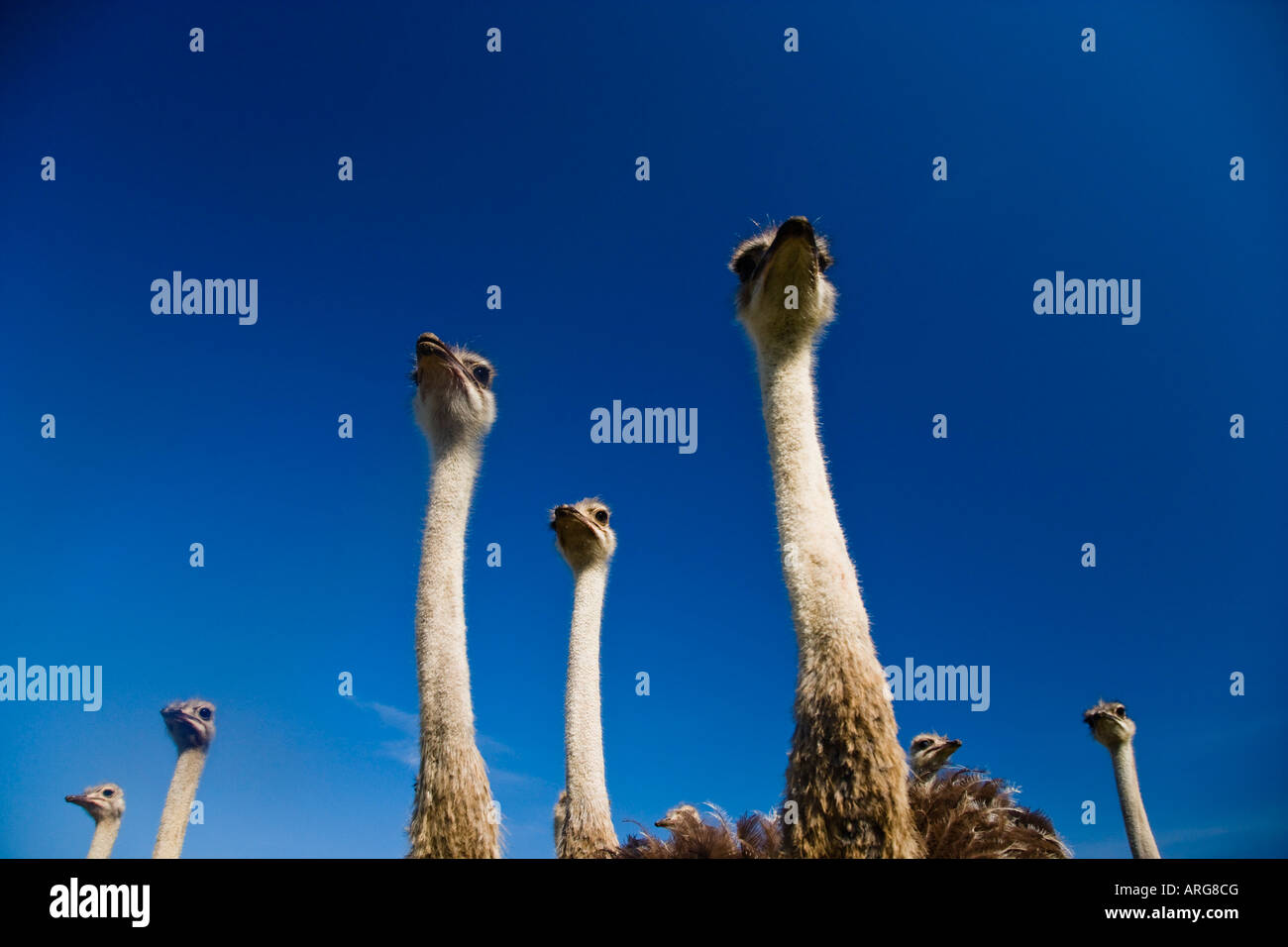 Row ostriches hi-res stock photography and images - Alamy