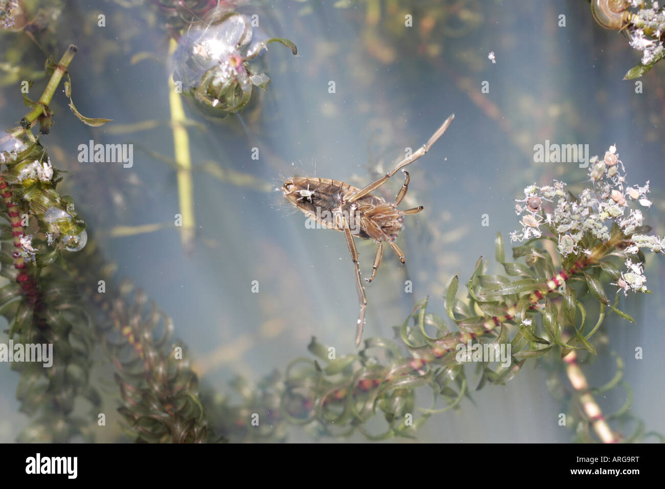 Common Backswimmer on surface of pond with smaller water mite Stock ...
