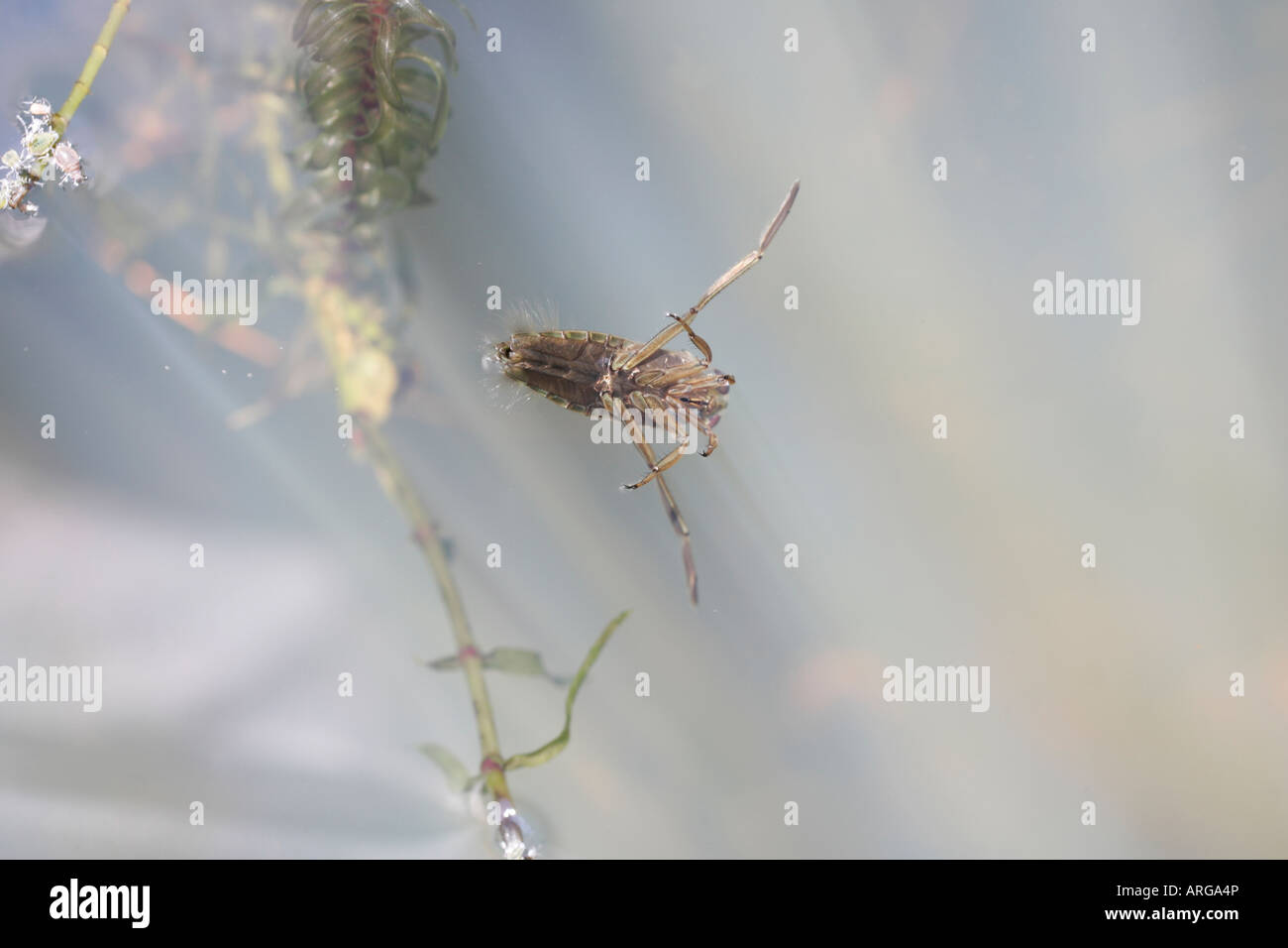 Water boatman backswimmer hi-res stock photography and images - Alamy