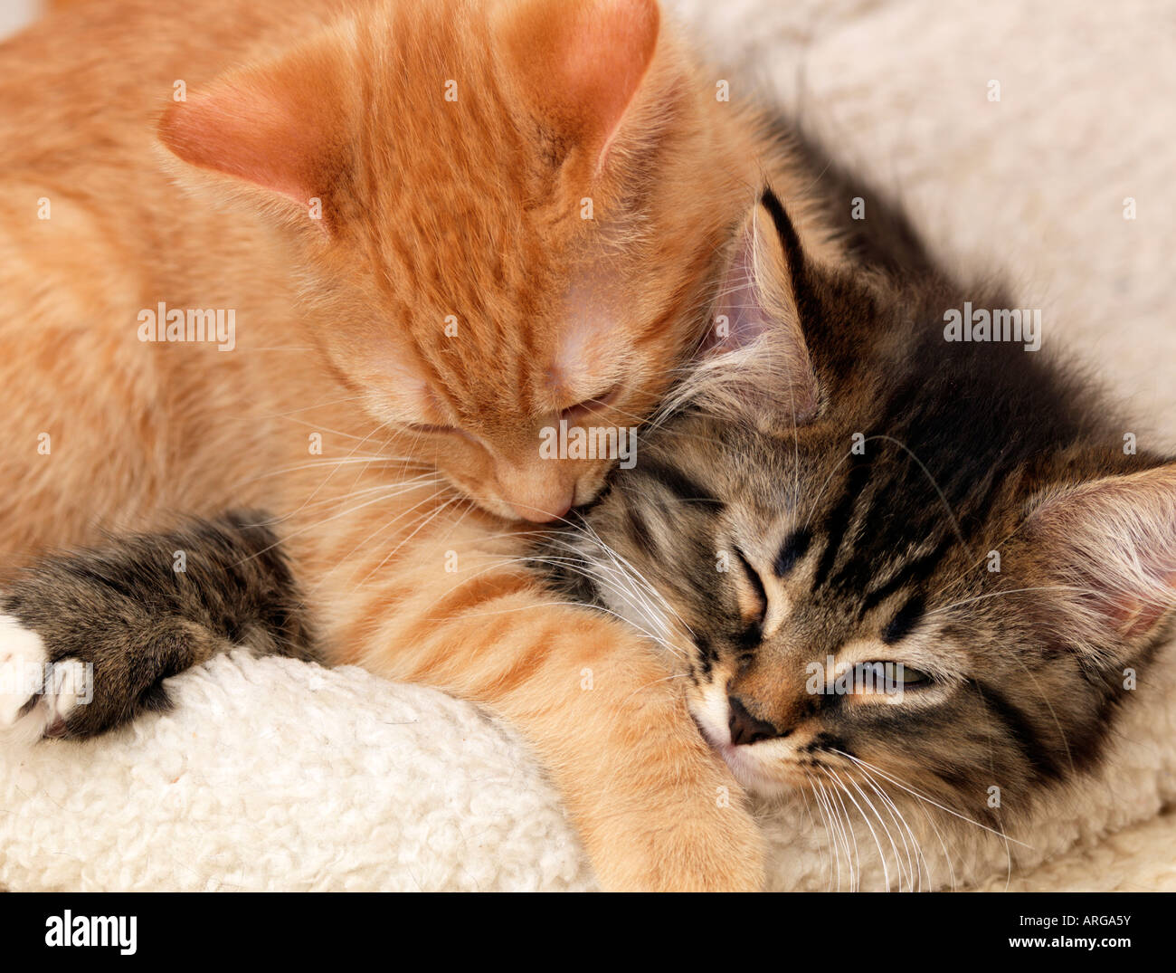8 weeks old kittens hi-res stock photography and images - Alamy