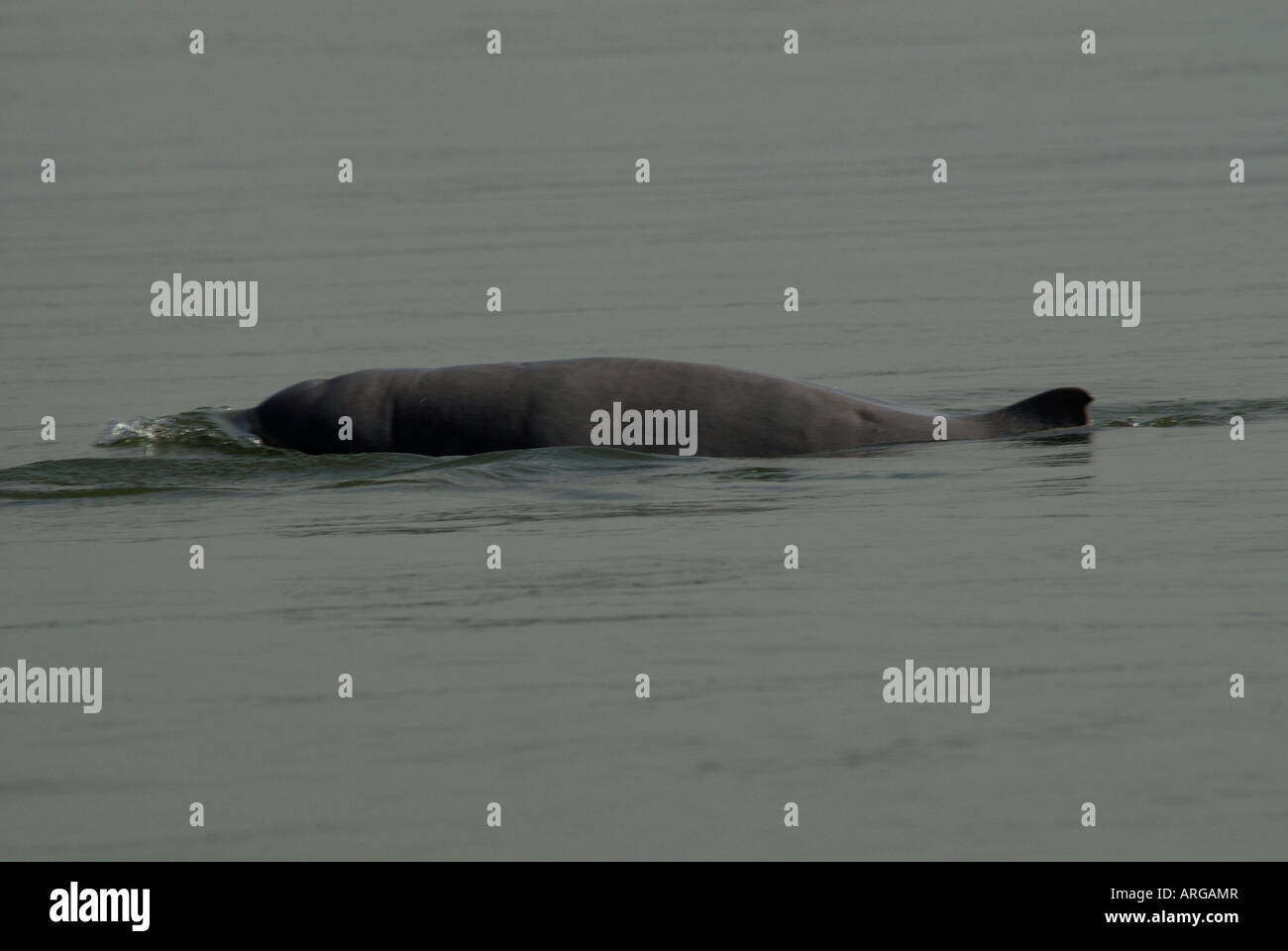 Mekong river dolphin at Kampi Pool,Kratie,Cambodia Stock Photo - Alamy
