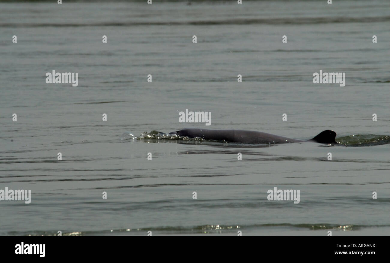 Irrawaddy river dolphin hi-res stock photography and images - Alamy