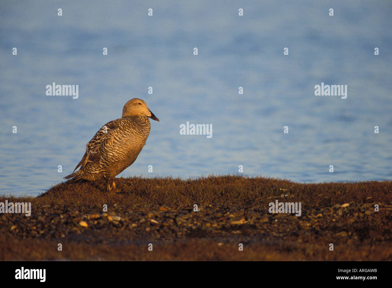 Eider breeding area hi-res stock photography and images - Alamy