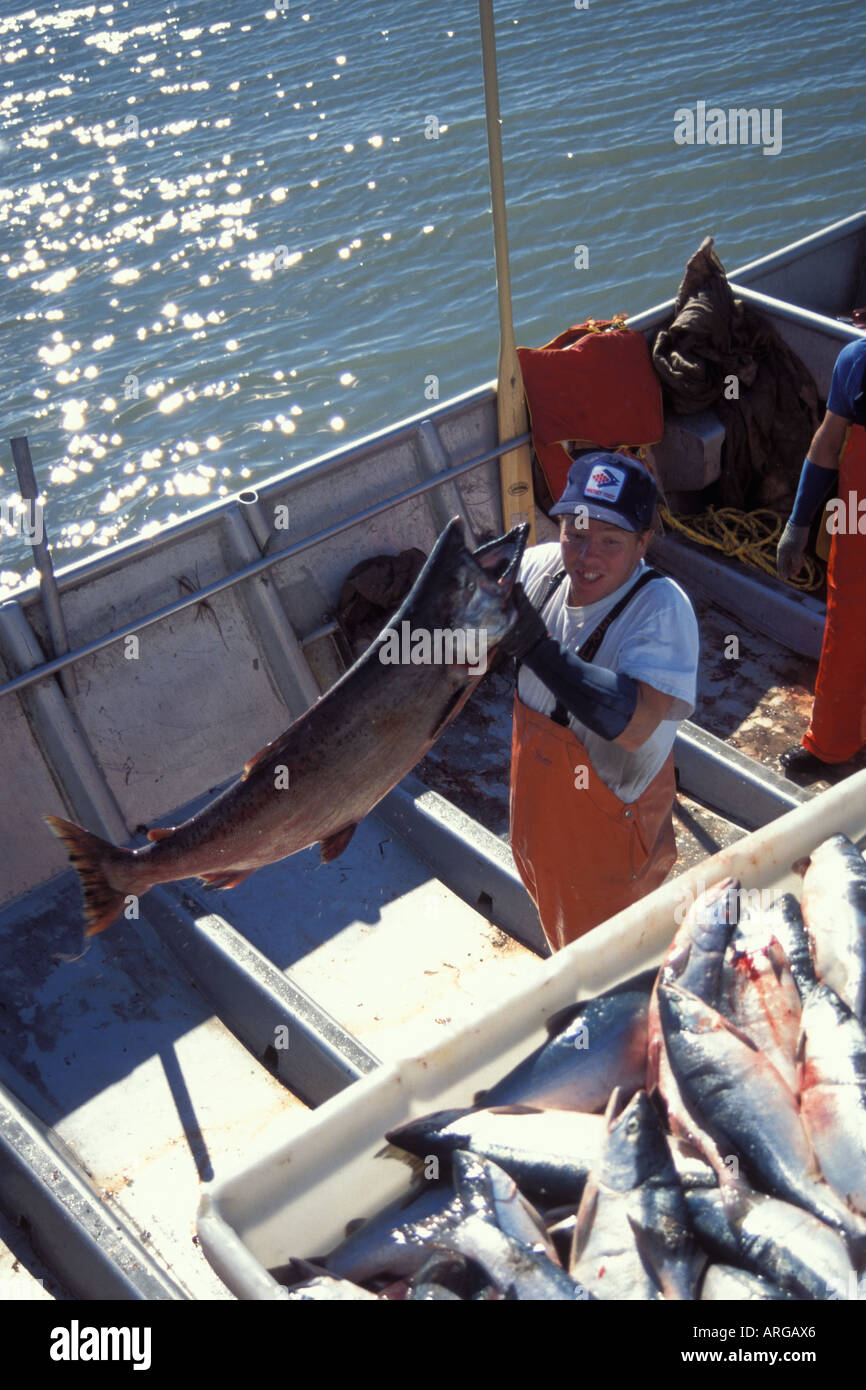 commercial fishing vessel hauling in catch of king salmon Oncorhynchus ...