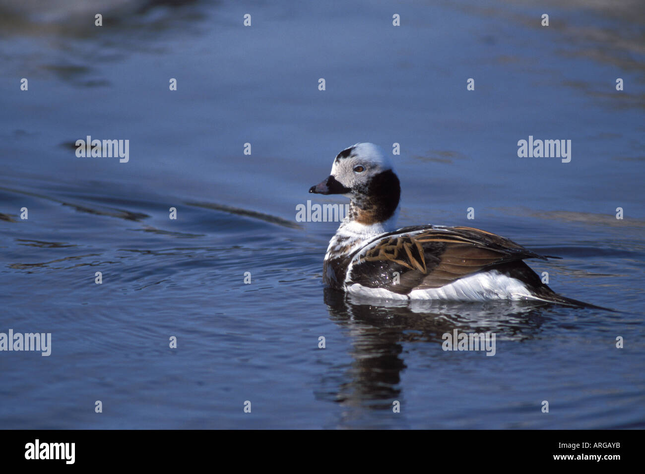 Long tailed seabird hi-res stock photography and images - Alamy