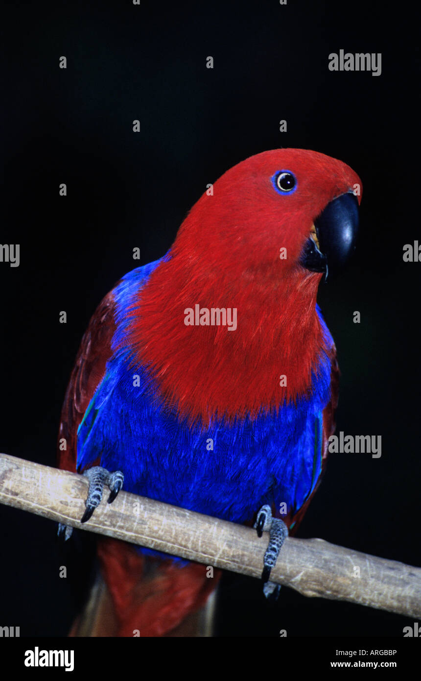Eclectic parrot at Bali Bird Park,Indonesia Stock Photo - Alamy