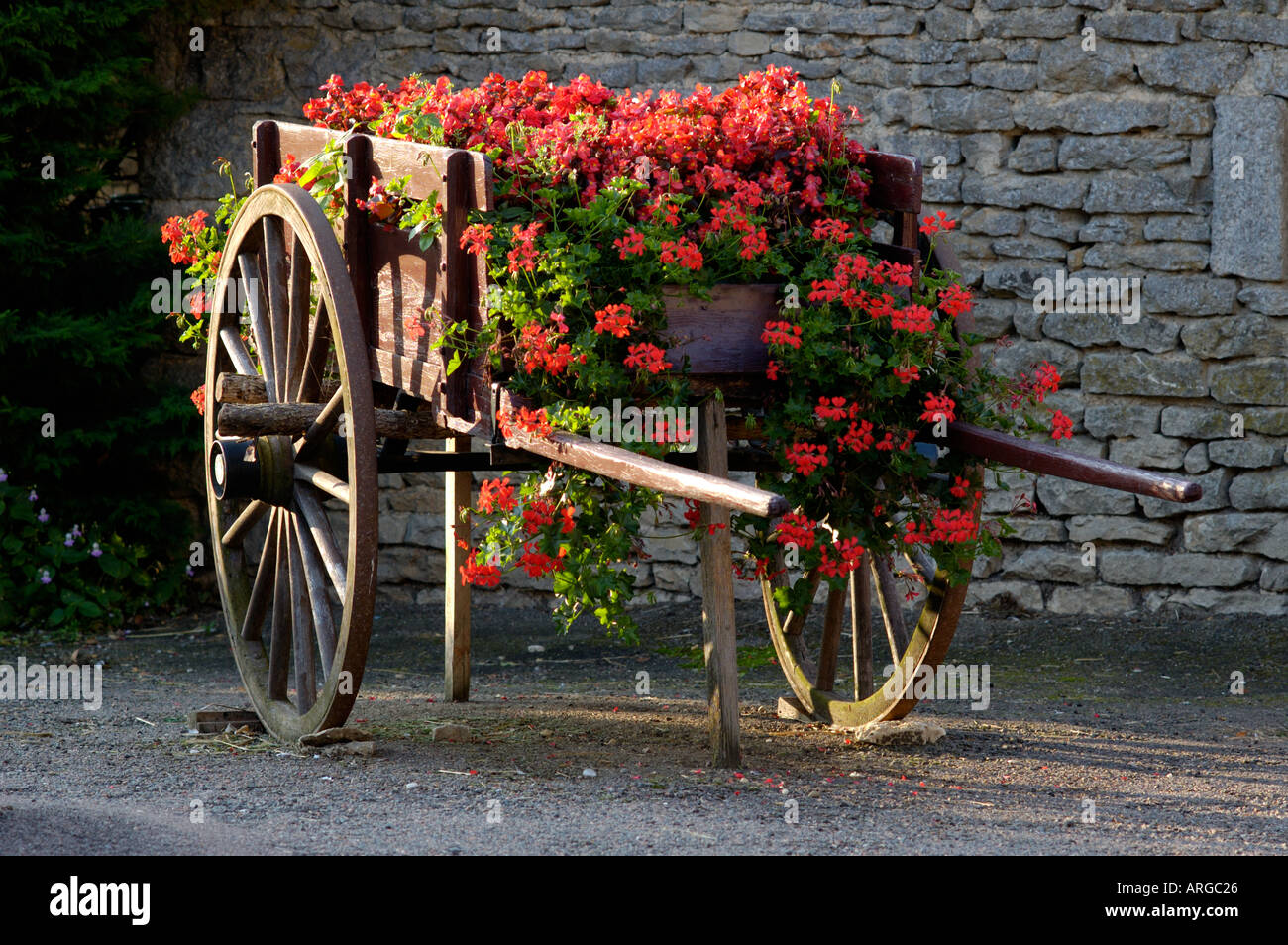 pelargoniums and barrow Stock Photo - Alamy
