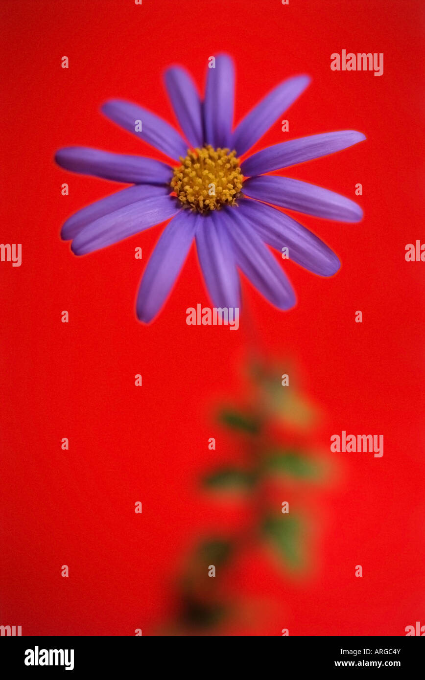 blue flower on a solid red background Stock Photo - Alamy