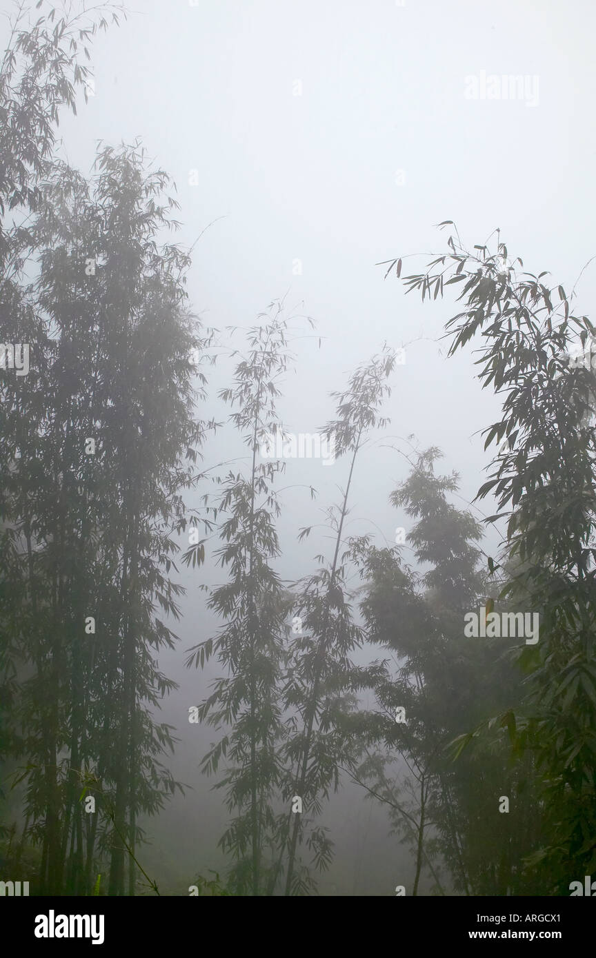 Fog surrounds bamboo in Sapa, Vietnam Stock Photo - Alamy