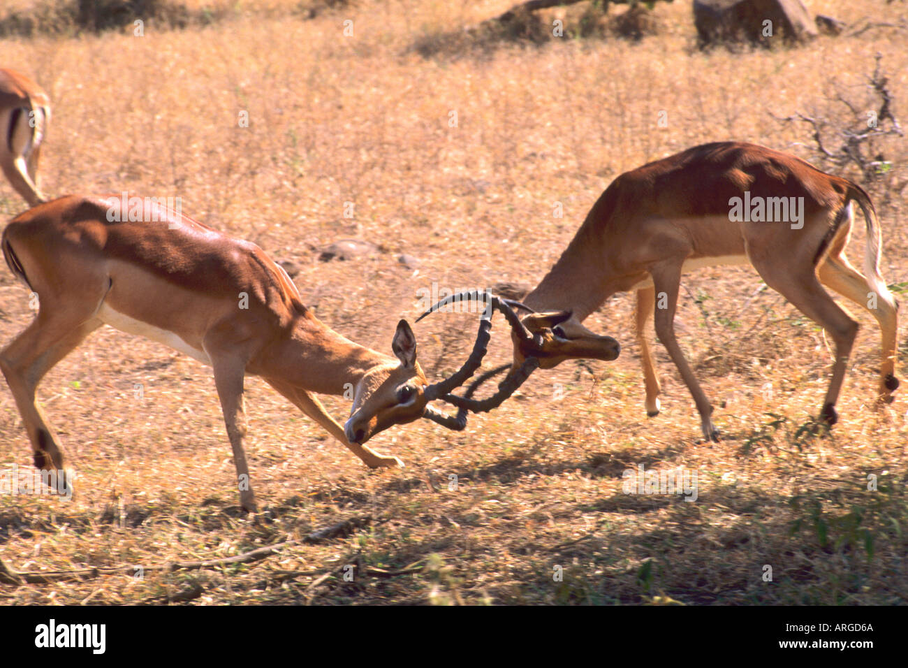 2 male impalas hi-res stock photography and images - Alamy