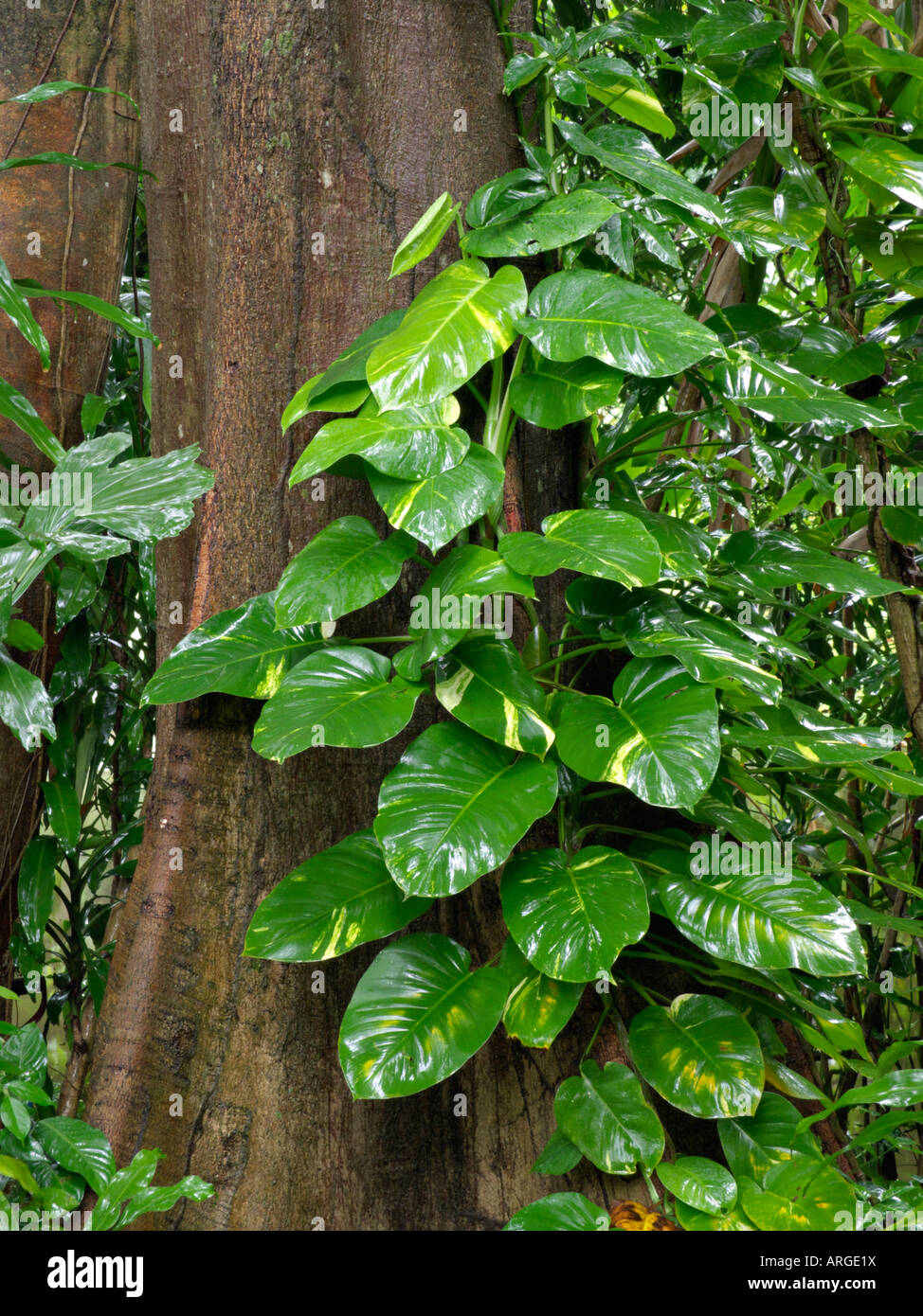 Philodendron species hi-res stock photography and images - Alamy