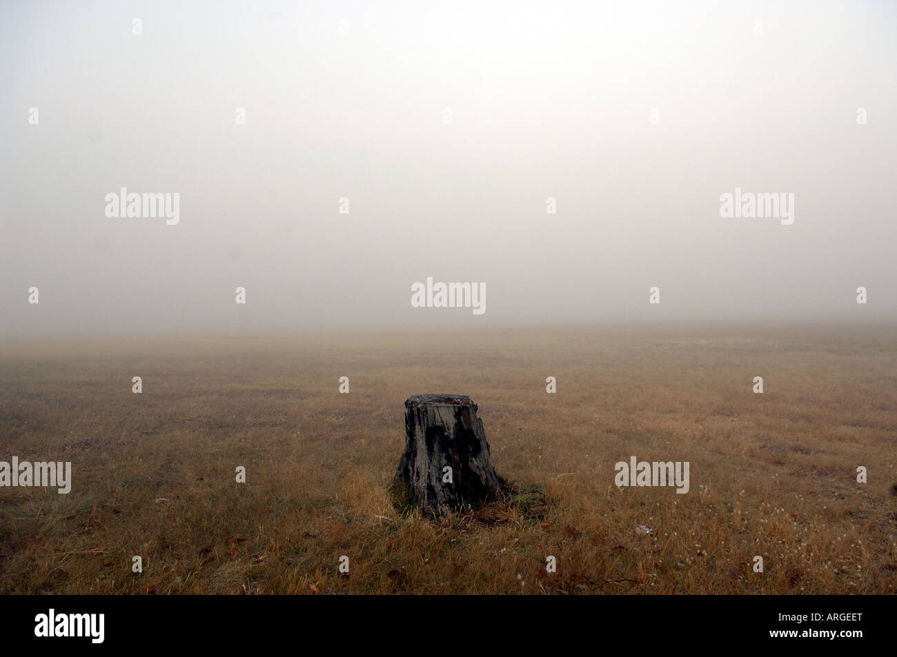 Old man tree stump hi-res stock photography and images - Alamy