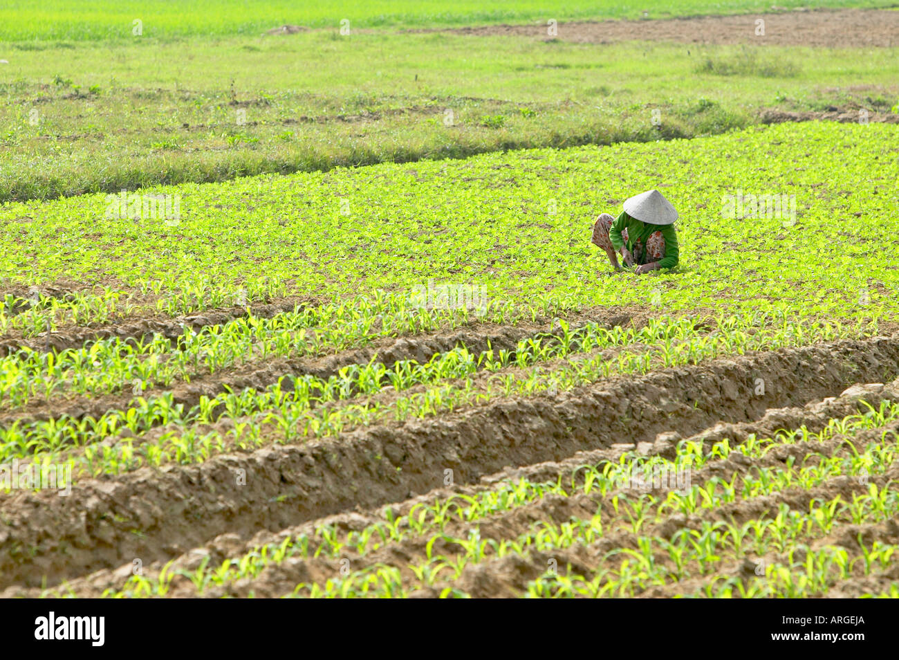 Farming near Hoi An, Vietnam Stock Photo - Alamy