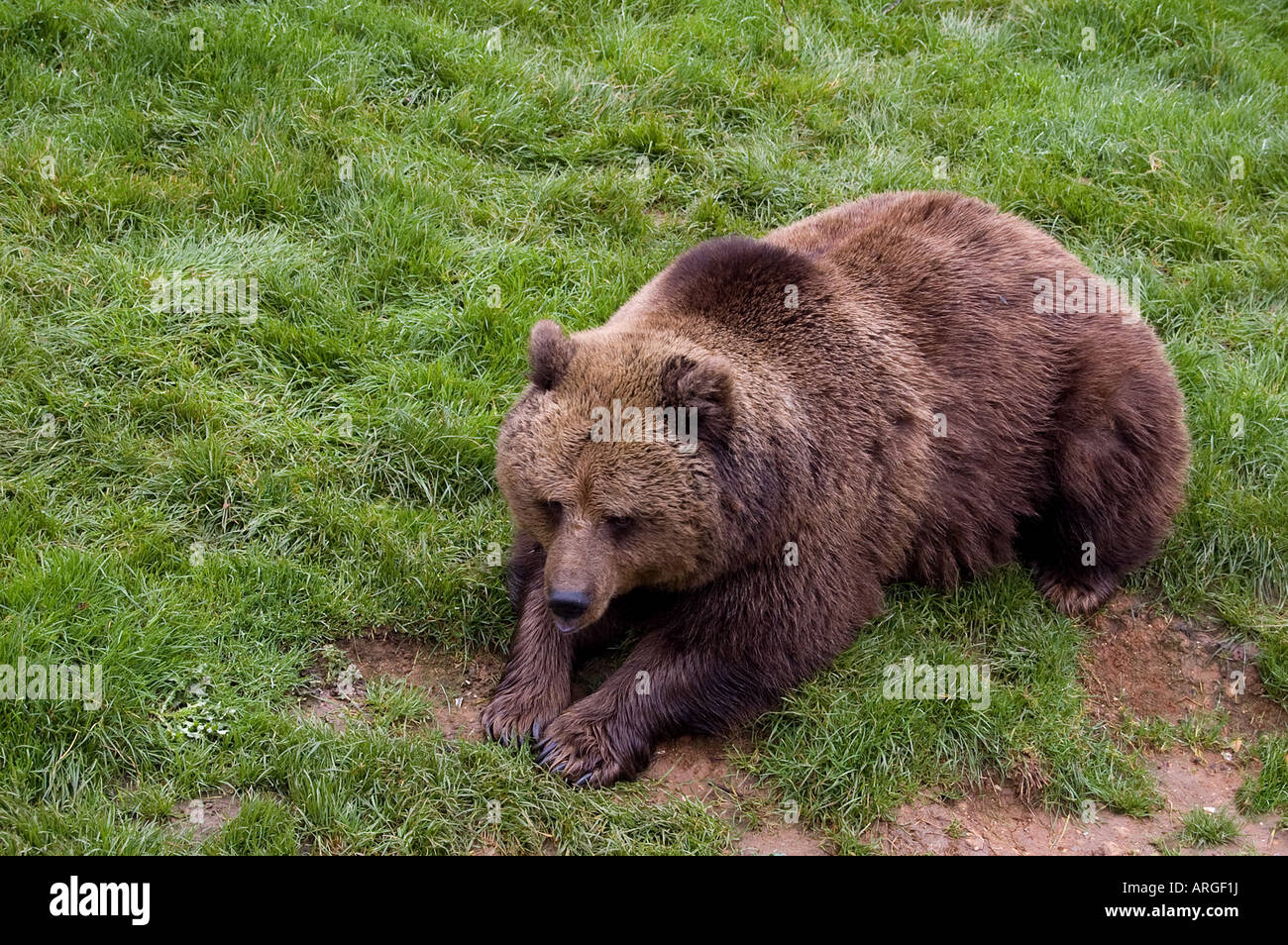 A single Eurasian Brown Bear Stock Photo - Alamy
