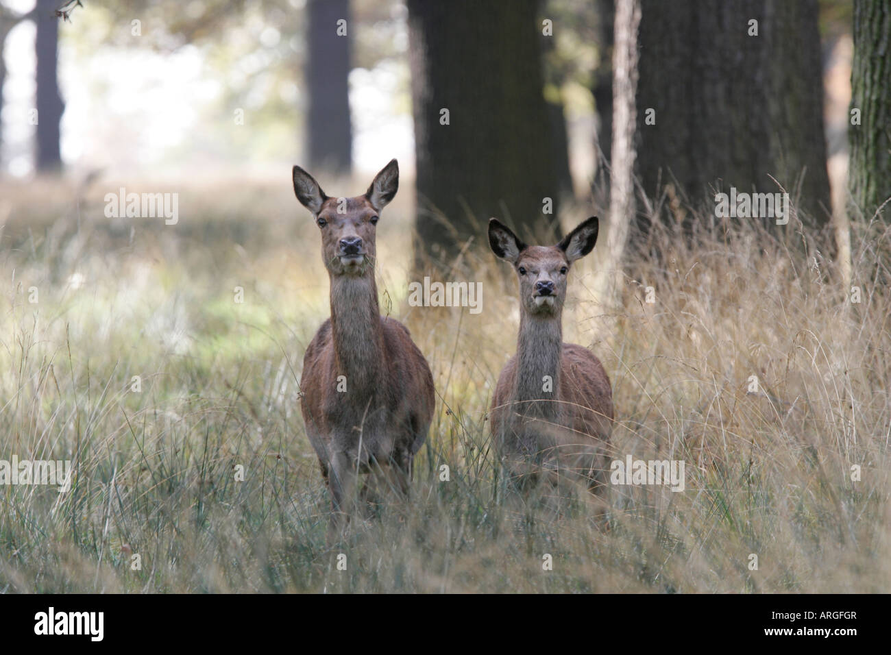 Red deer and fawn hi-res stock photography and images - Alamy