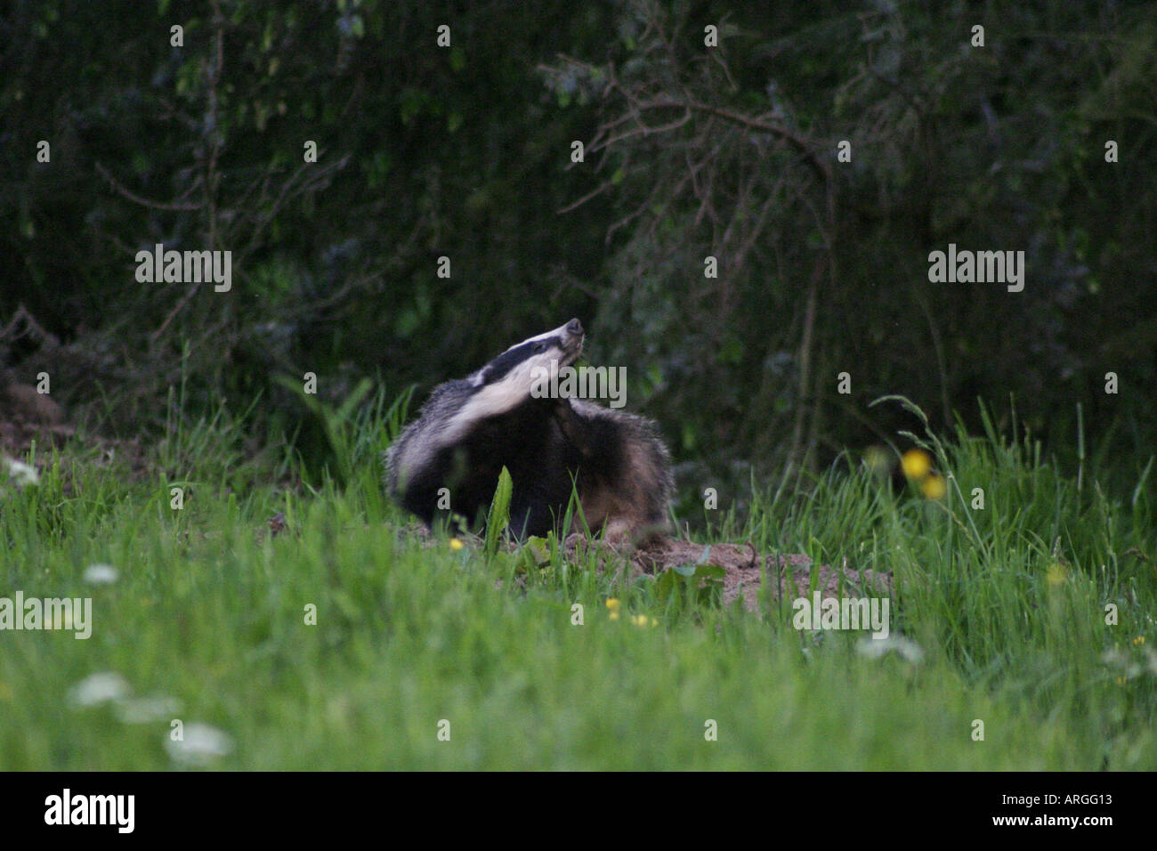Badger scratching hi-res stock photography and images - Alamy