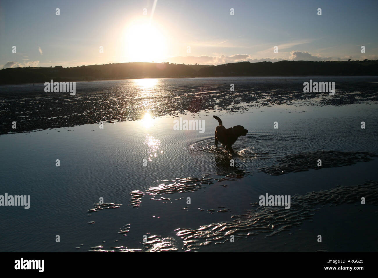 Dog at Sunset, Water Stock Photo - Alamy