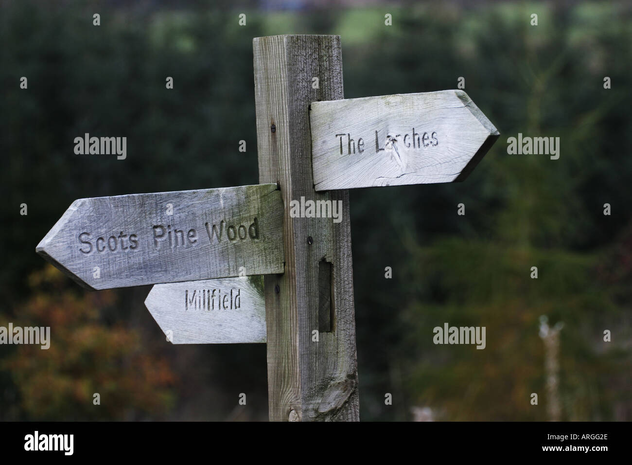 Footpath sign in the Greystoke Forest in Cumbria Stock Photo - Alamy