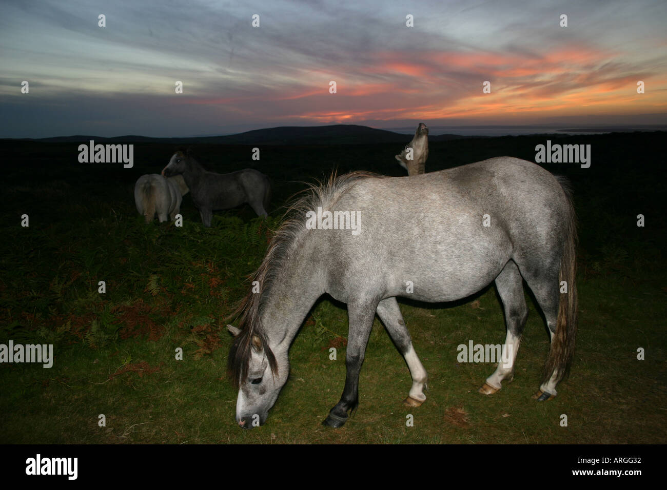 Gower peninsula wales ponies hi-res stock photography and images - Alamy