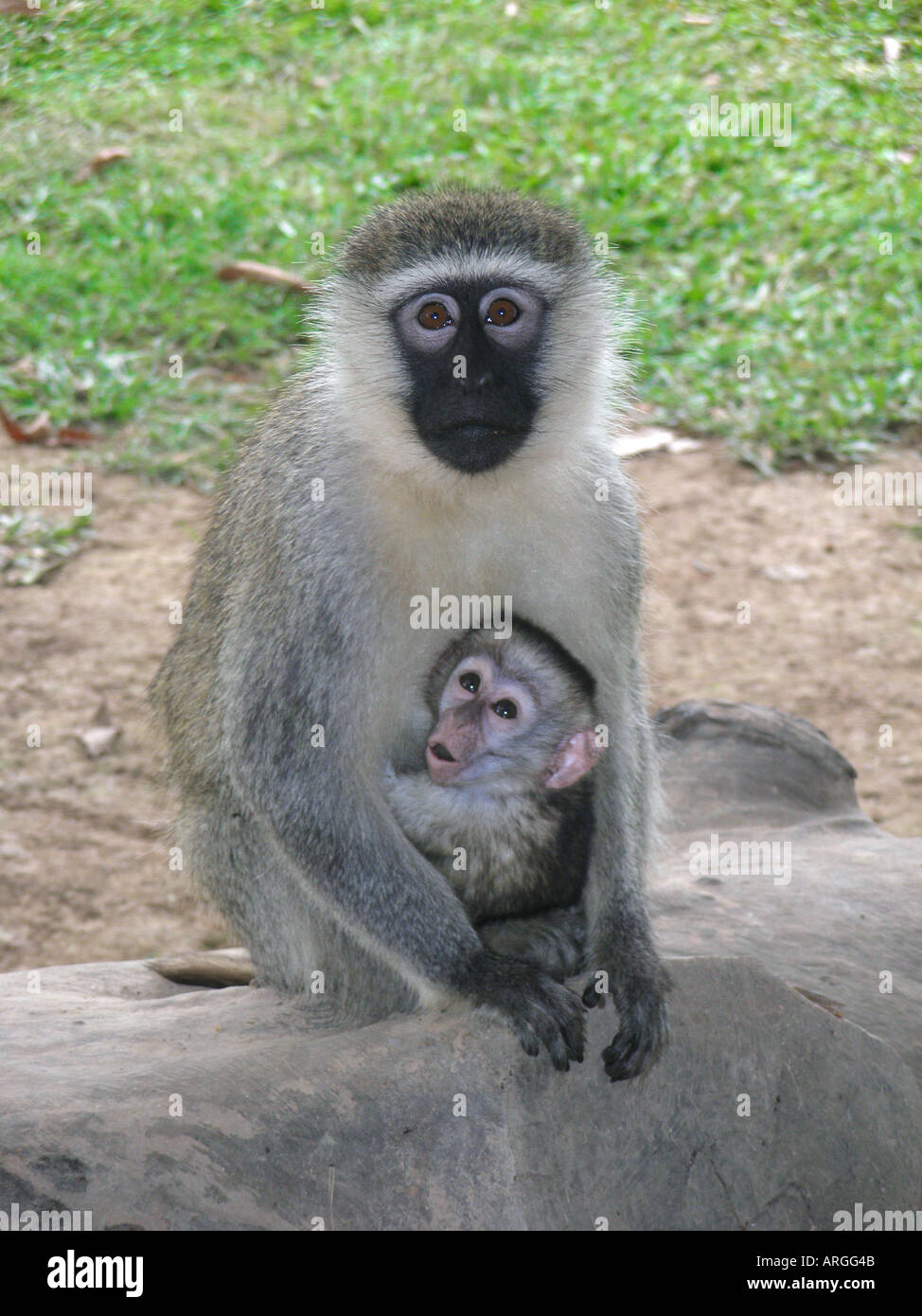 Vervet monkey with baby at Entebbe, Uganda Stock Photo - Alamy