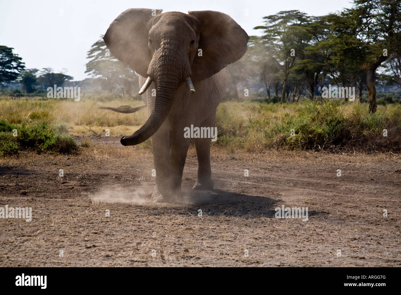 Male bull elephant raises dust as he stomps his feet Stock Photo - Alamy