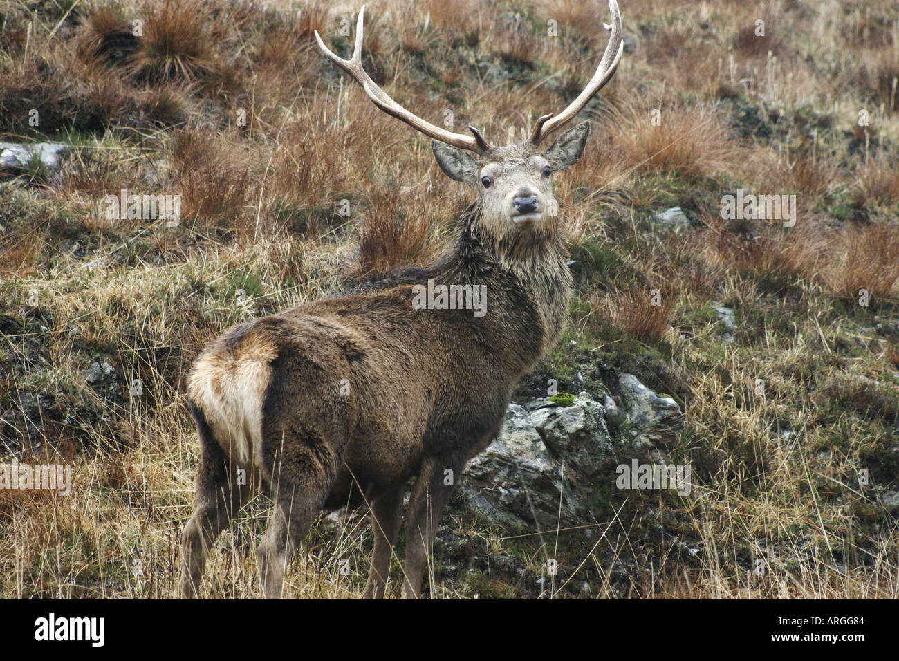Monarch stag hi-res stock photography and images - Alamy