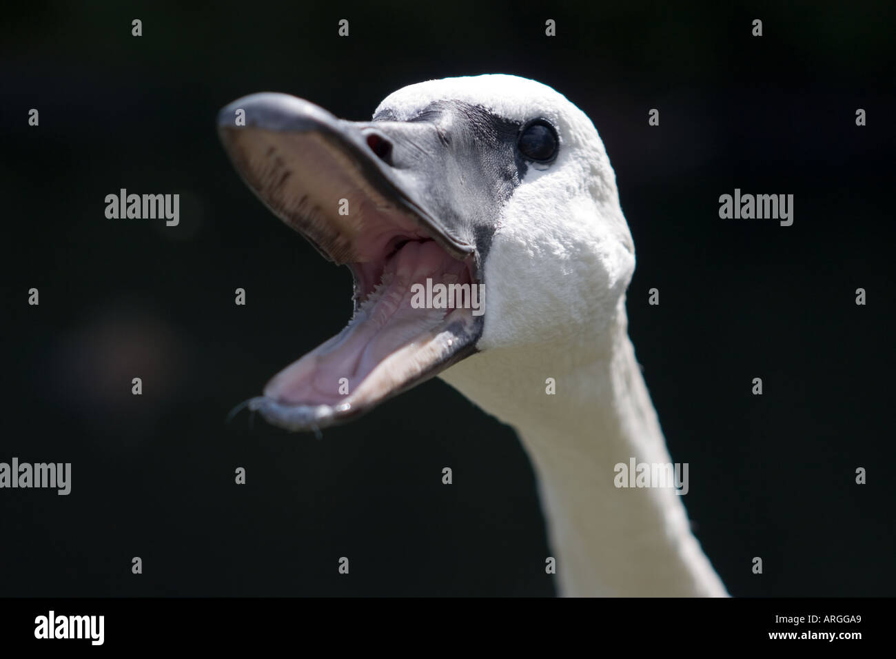 Aggressive Swan Stock Photo, Royalty Free Image: 5238952 - Alamy