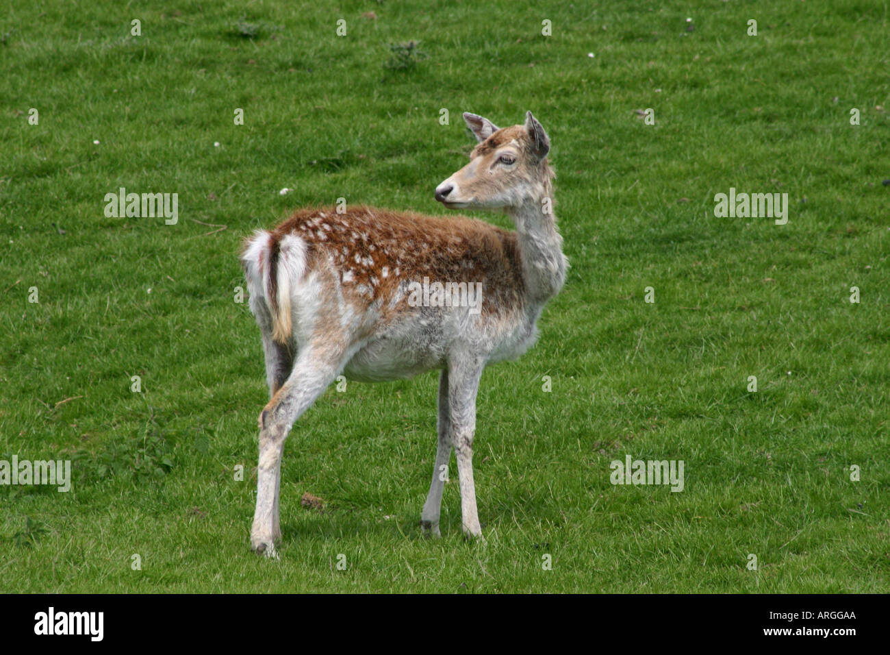 Fallow doe shoot hi-res stock photography and images - Alamy