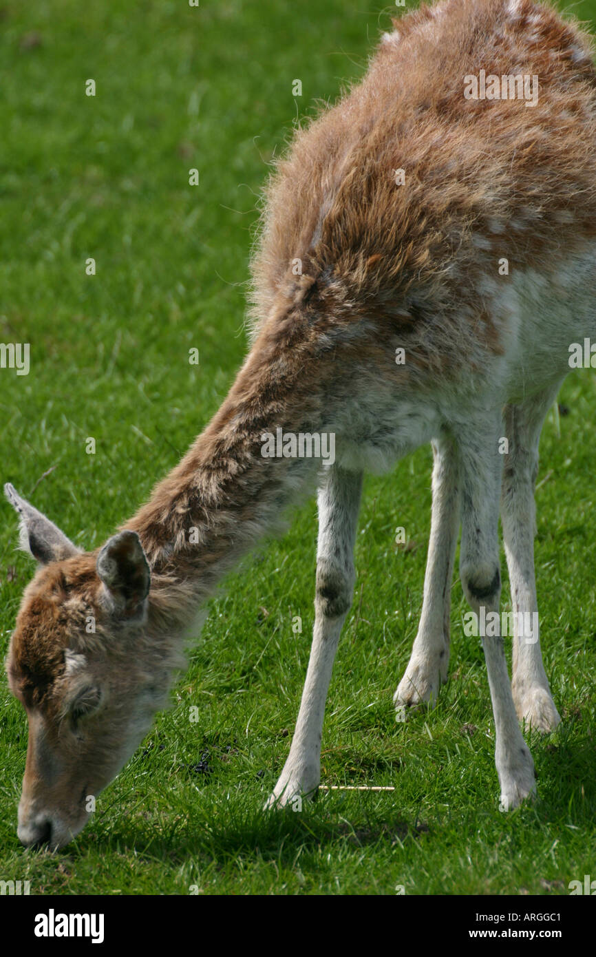 Fallow doe shoot hi-res stock photography and images - Alamy