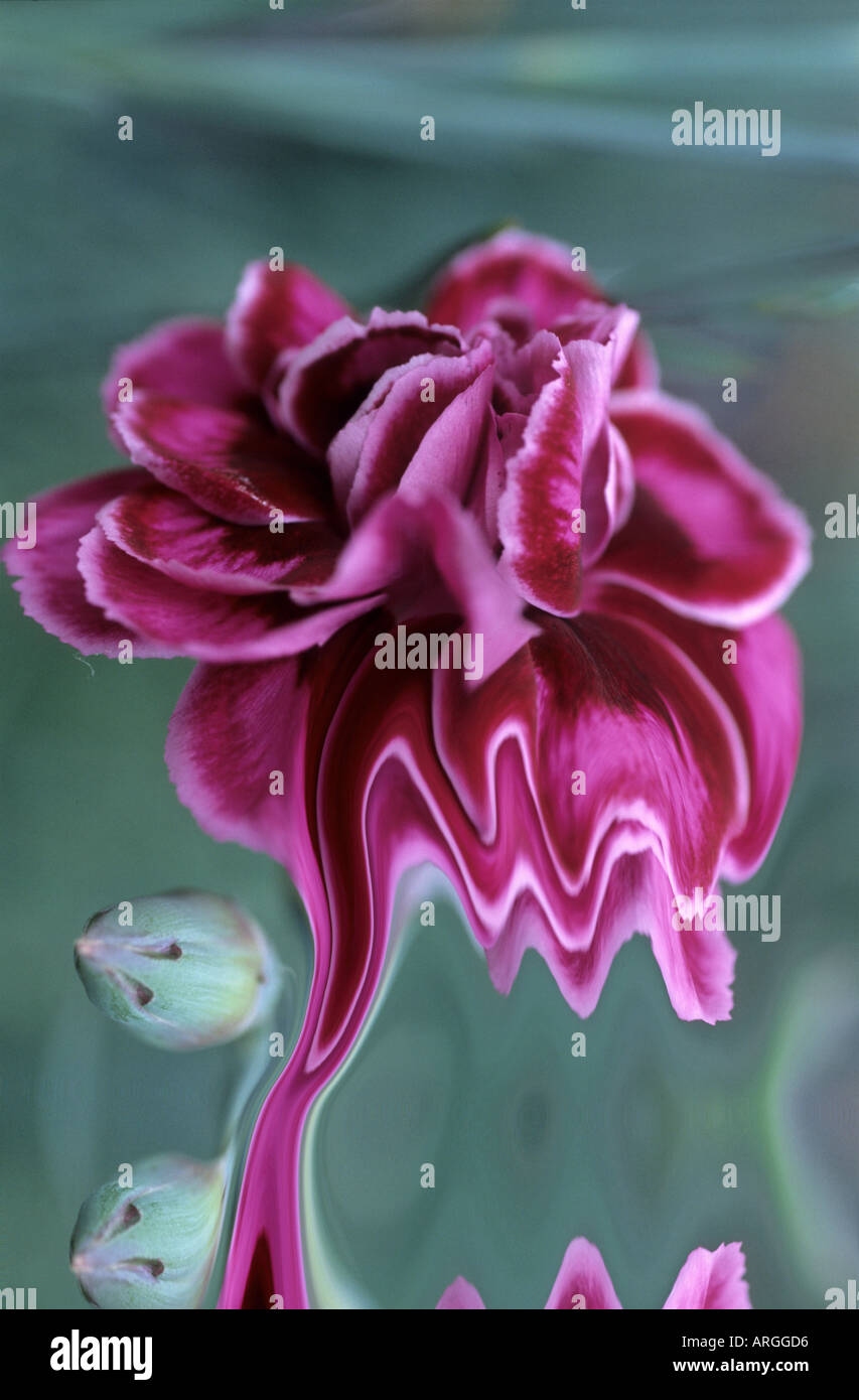 Old fashioned pink carnation Stock Photo - Alamy