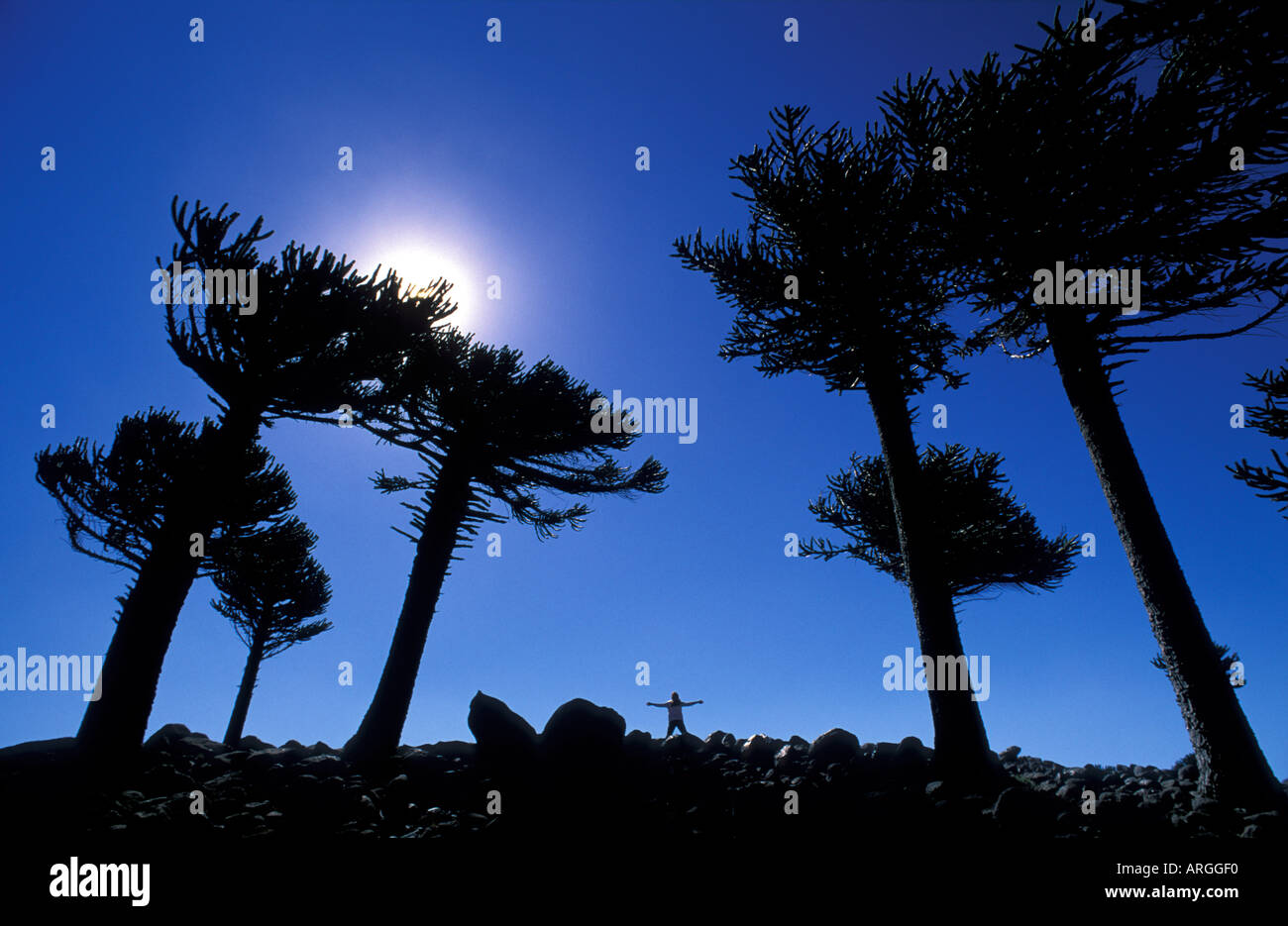 Patagonia argentina argentine tree forest pine pinetree pehuen neuquen ...