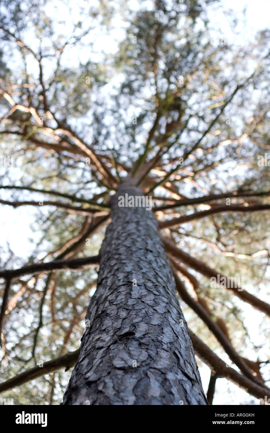 Tree Standing Tall Stock Photo - Alamy