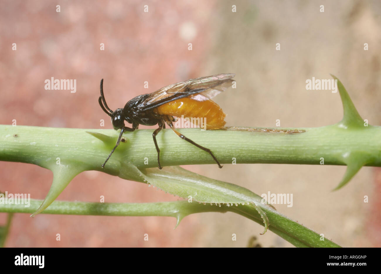 Rose sawfly uk hi-res stock photography and images - Alamy