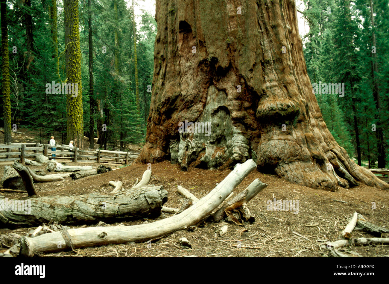 CA California Sequoia Kings Canyon National Park Western United States ...