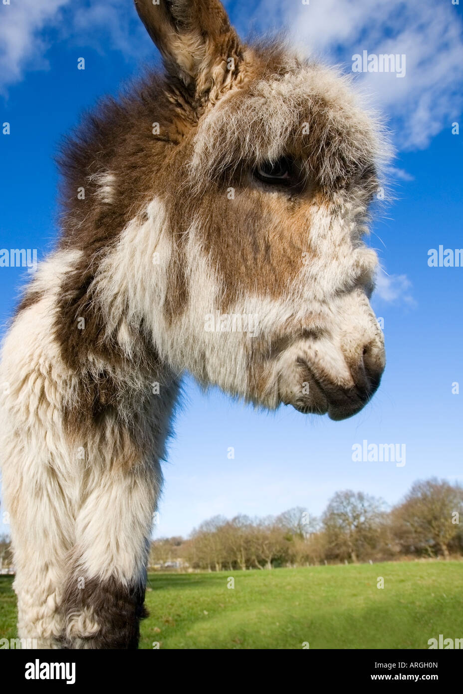 Cheeky donkey hi-res stock photography and images - Alamy