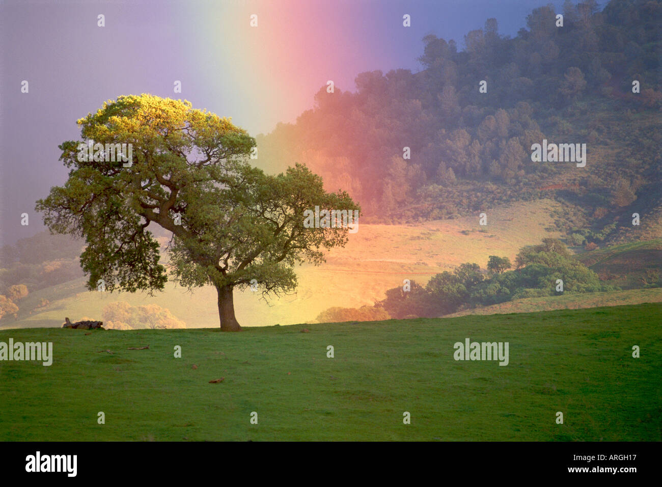 The end of a colorful rainbow glowing on a mighty oak tree on green ...