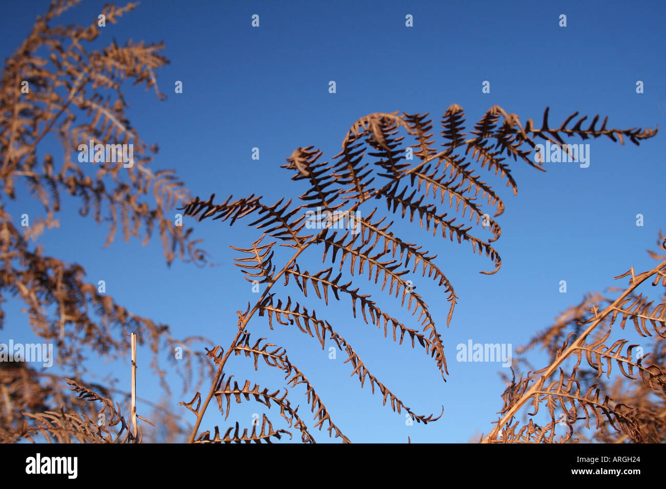 Bracken weed hi-res stock photography and images - Alamy