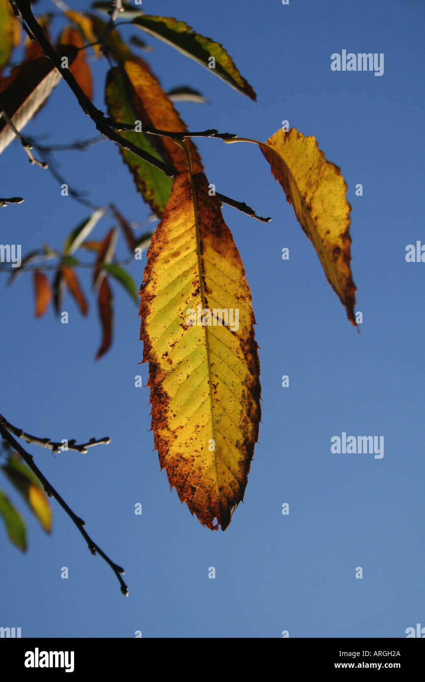 Golden brown sweet chestnut tree leaves hi-res stock photography and ...