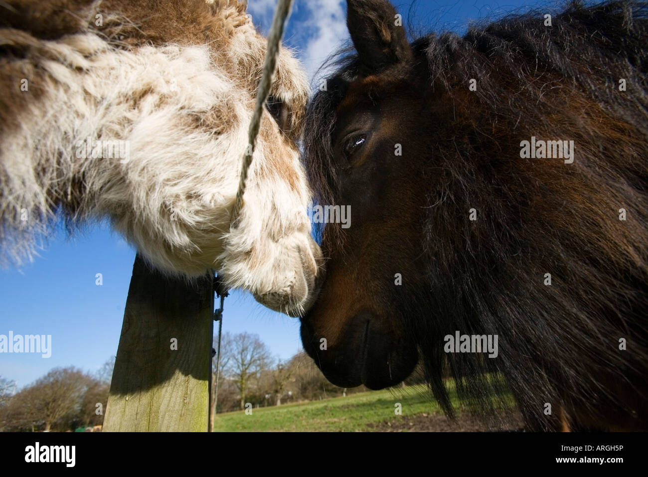 Baby donkey saying hello to shetland pony in the next field Stock Photo ...