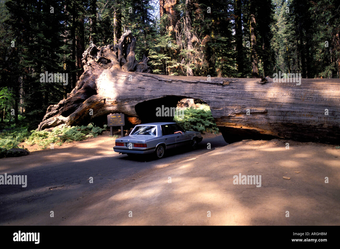 CA California Sequoia Kings Canyon National Park Western United States ...
