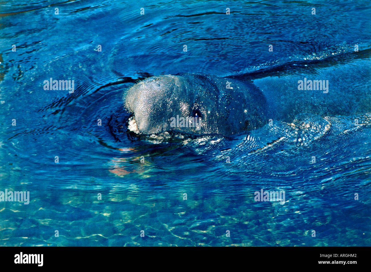 Manatee detail hi-res stock photography and images - Alamy