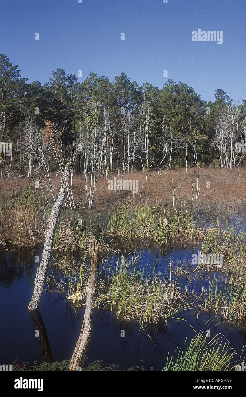 Ocala national park hi-res stock photography and images - Alamy